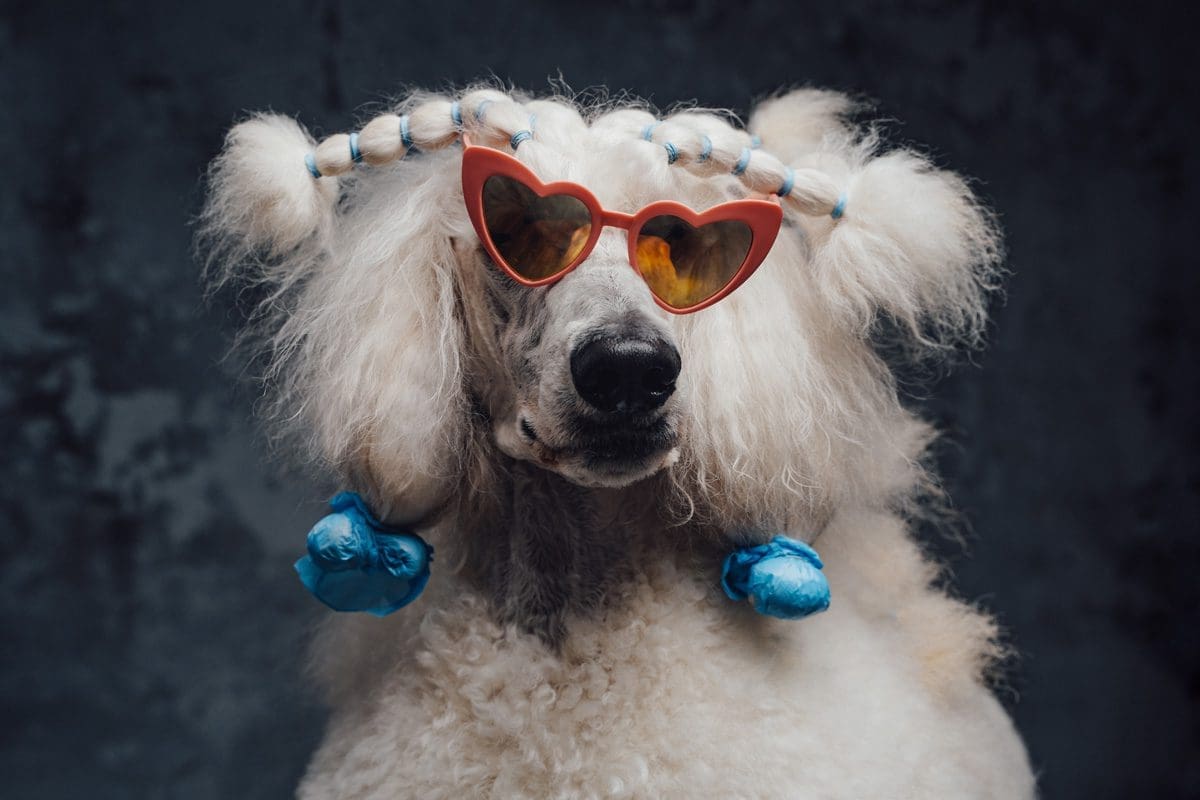 Top 20 Irresistibly Cute Names for Your Poodle Puppy - Pet Hub USA