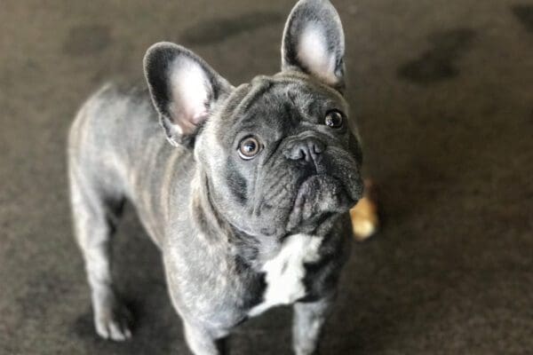 20 Perfect French Bulldog Names - Pet Hub USA