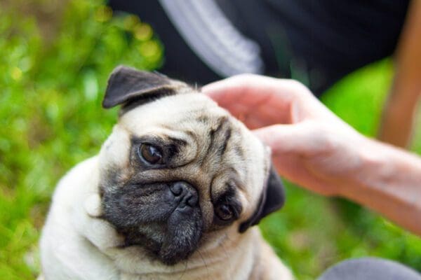 10 Best Dog Breeds for Children - Pet Hub USA