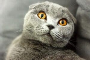 10 Cat Breeds That Perfect the Art of Permanent Grumpiness - Pet Hub USA