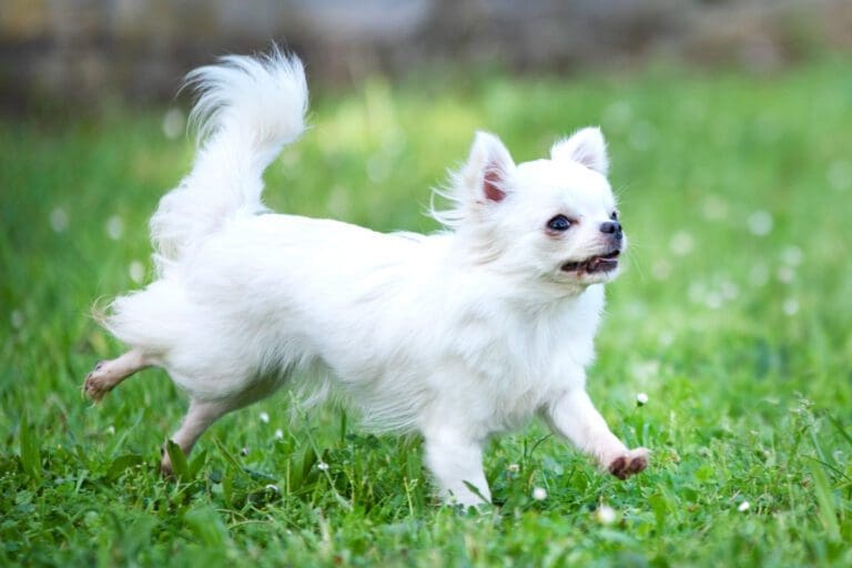 11 White Dog Breeds From Small and Sleek to Large and Fluffy - Pet Hub USA