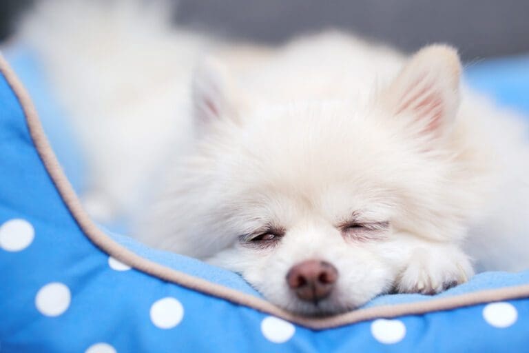 11 White Dog Breeds From Small and Sleek to Large and Fluffy - Pet Hub USA