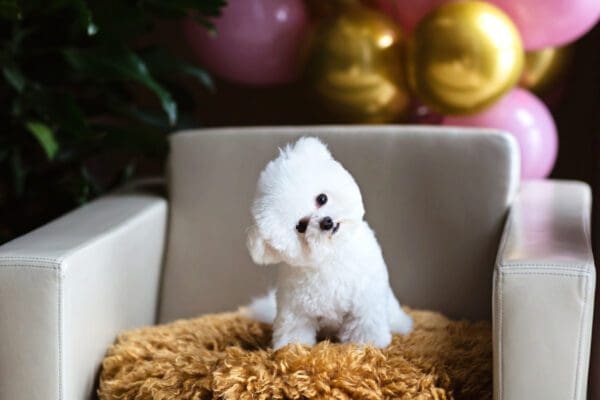 11 White Dog Breeds From Small and Sleek to Large and Fluffy - Pet Hub USA