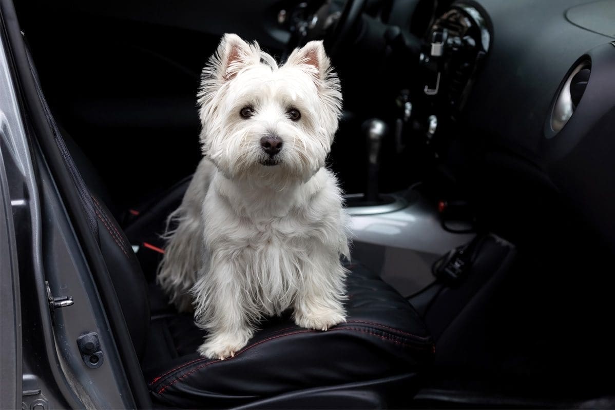 11 White Dog Breeds From Small and Sleek to Large and Fluffy - Pet Hub USA