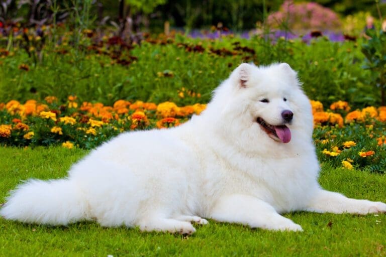 11 White Dog Breeds From Small and Sleek to Large and Fluffy - Pet Hub USA