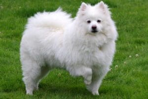 11 White Dog Breeds From Small and Sleek to Large and Fluffy - Pet Hub USA