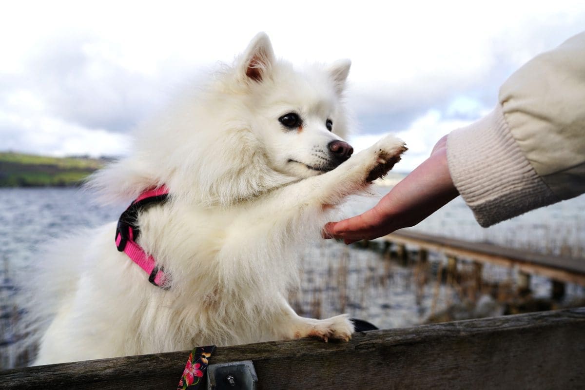 11 White Dog Breeds From Small and Sleek to Large and Fluffy - Pet Hub USA