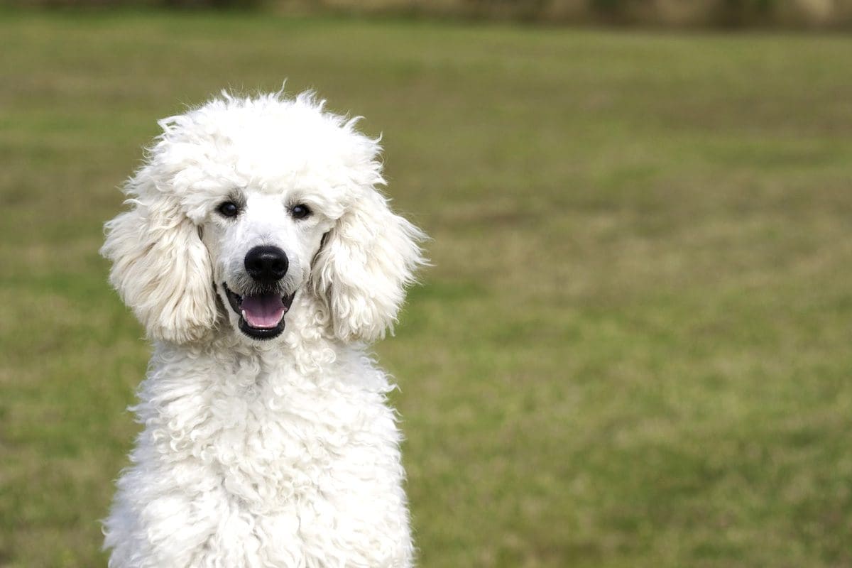 11 White Dog Breeds From Small and Sleek to Large and Fluffy - Pet Hub USA