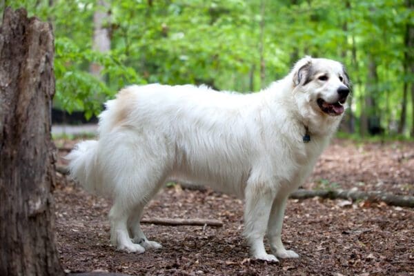 11 White Dog Breeds From Small and Sleek to Large and Fluffy - Pet Hub USA
