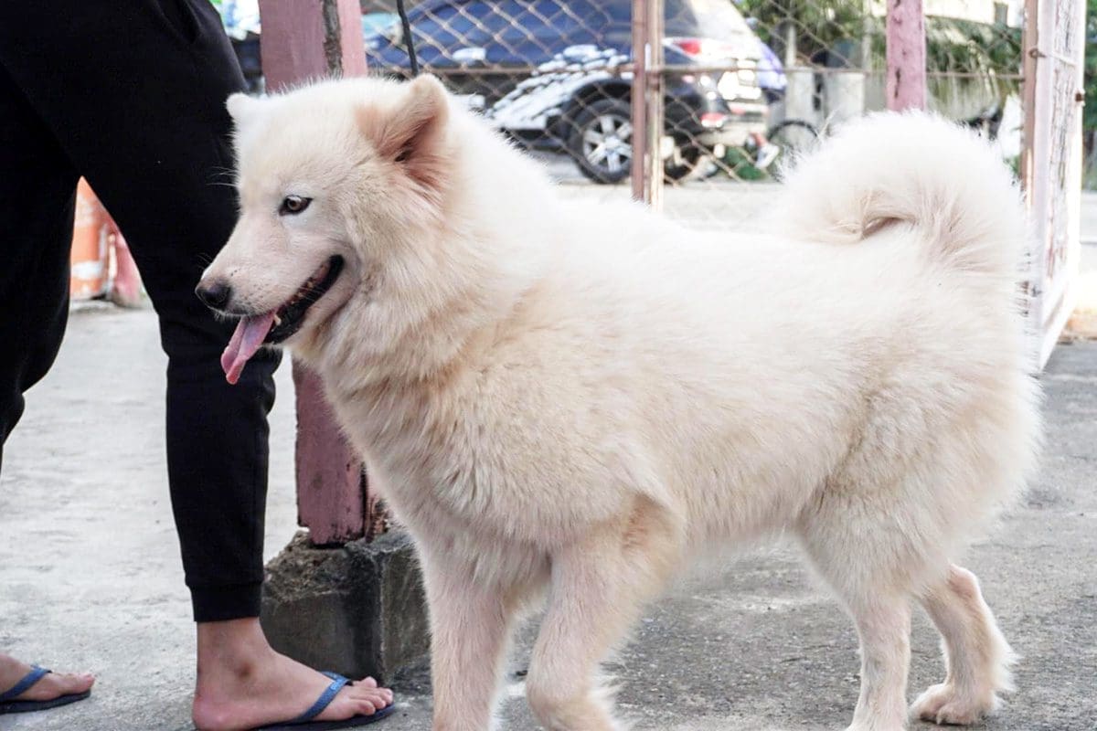 11 White Dog Breeds From Small and Sleek to Large and Fluffy - Pet Hub USA