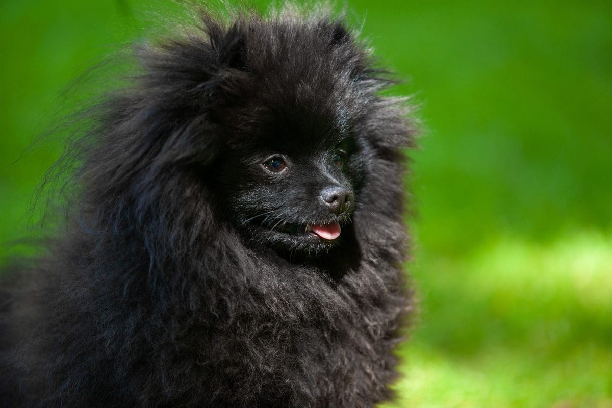 10 Black Dog Breeds You're Sure to Love - Pet Hub USA
