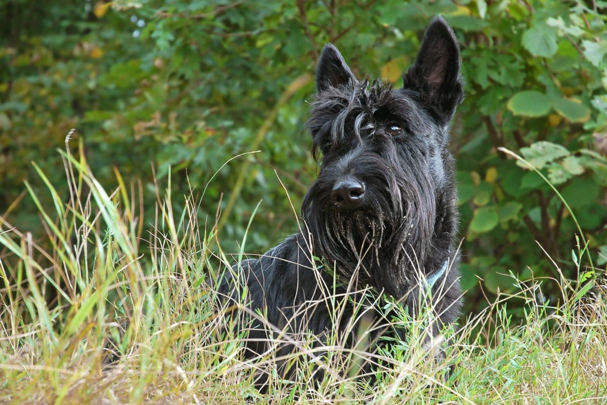 10 Black Dog Breeds You're Sure to Love - Pet Hub USA