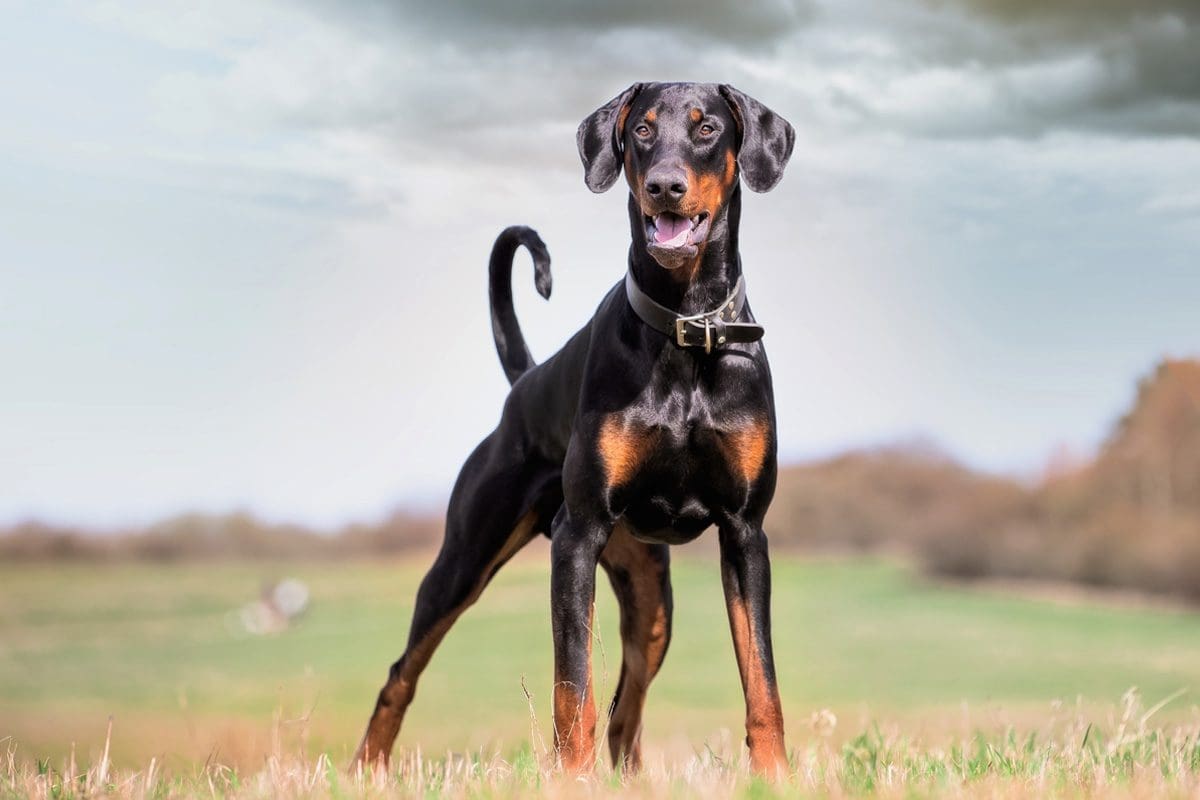 10 Black Dog Breeds You're Sure to Love - Pet Hub USA