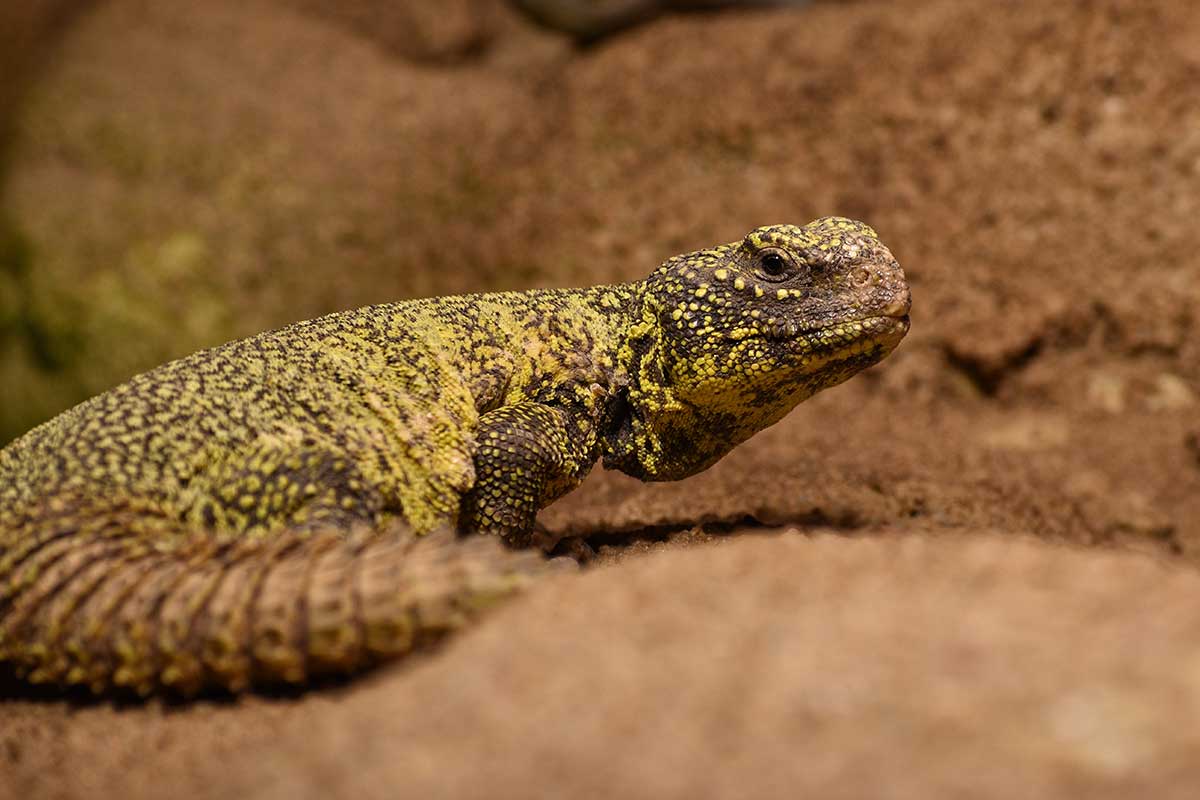 The 5 Best Lizards for First-Time Reptile Owners - Pet Hub USA