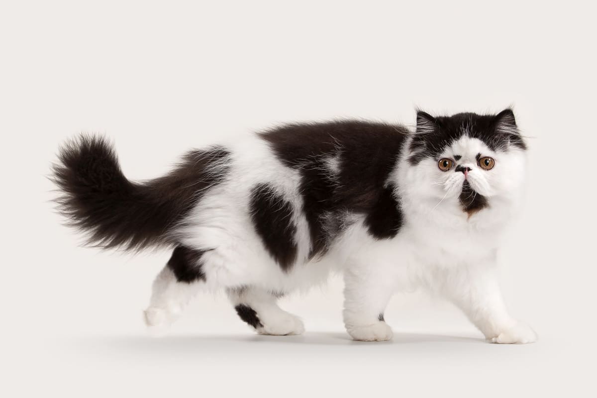 10 Cat Breeds That Perfect the Art of Permanent Grumpiness - Pet Hub USA