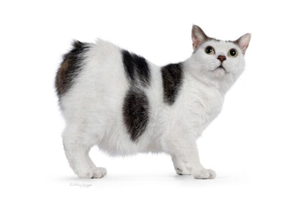 10 Fascinating Facts About Manx Cats - Pet Hub USA
