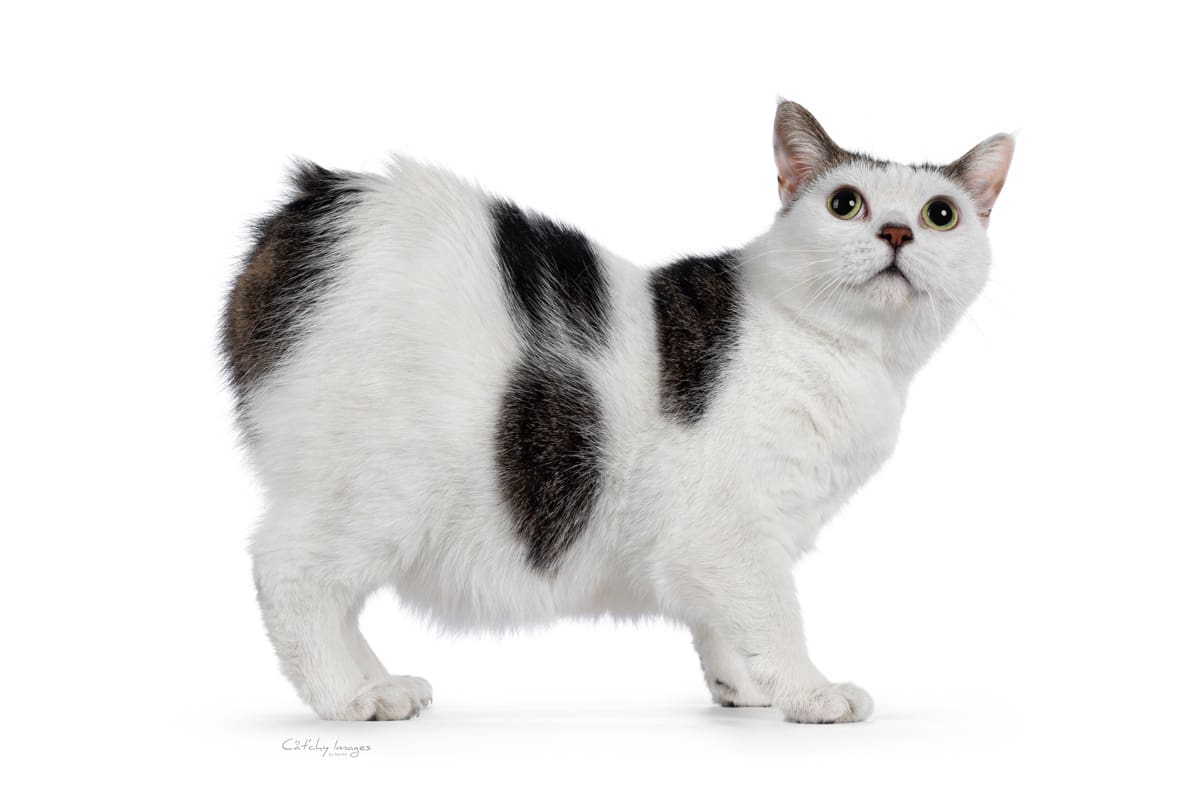 10 Fascinating Facts About Manx Cats - Pet Hub USA