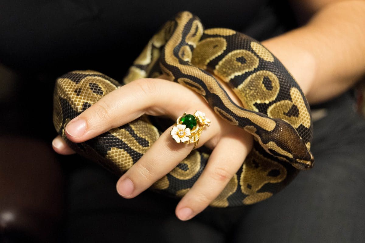 Why Ball Pythons Are Great Beginner Snakes - Pet Hub USA