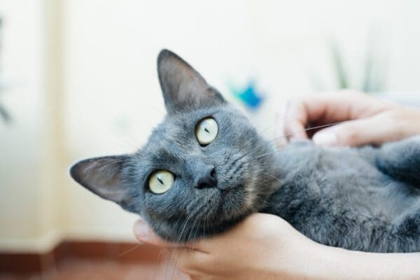 10 Cat Breeds That Perfect the Art of Permanent Grumpiness - Pet Hub USA