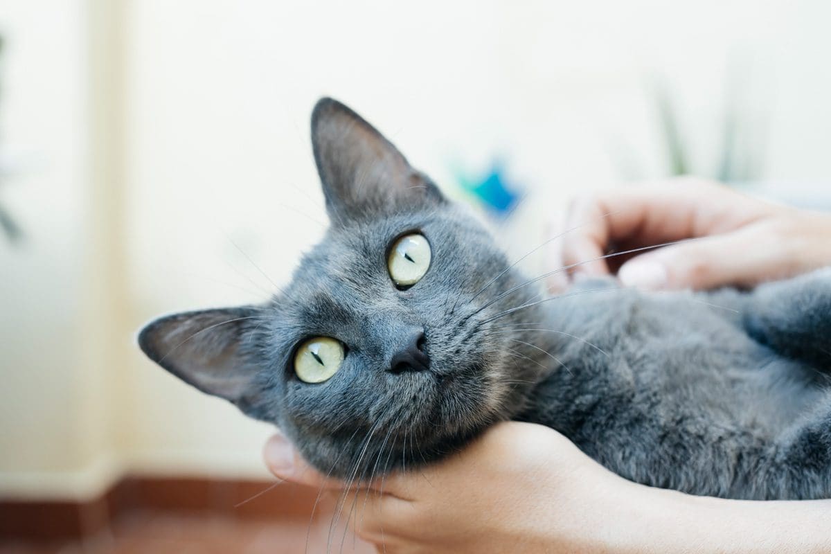 10 Cat Breeds That Perfect the Art of Permanent Grumpiness - Pet Hub USA