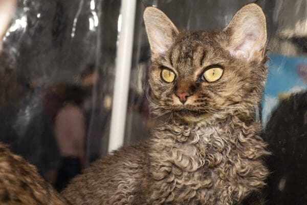 10 Cat Breeds That Perfect the Art of Permanent Grumpiness - Pet Hub USA