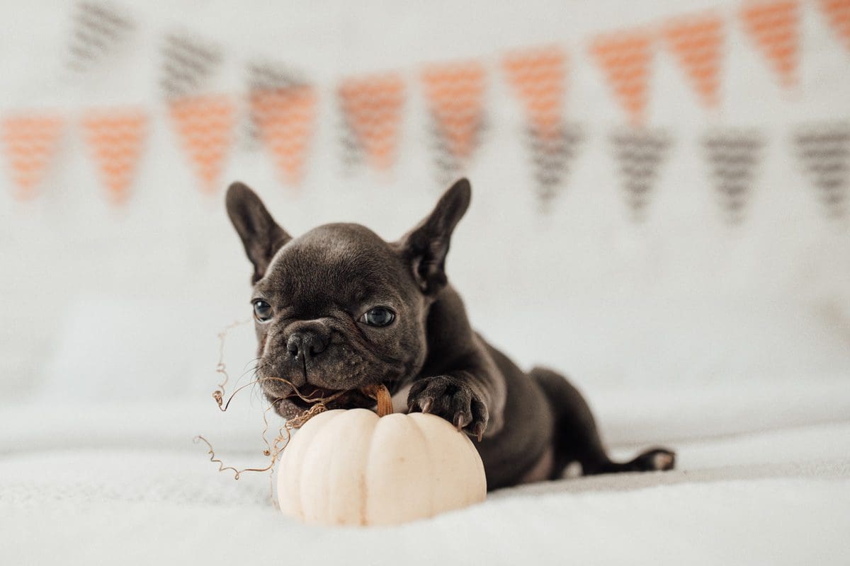 20 Perfect French Bulldog Names - Pet Hub USA