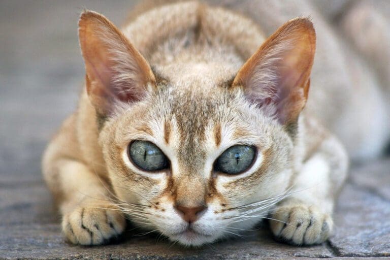 10 Reasons Cats Are The Best Pets (Sorry, Dog Lovers) - Pet Hub USA