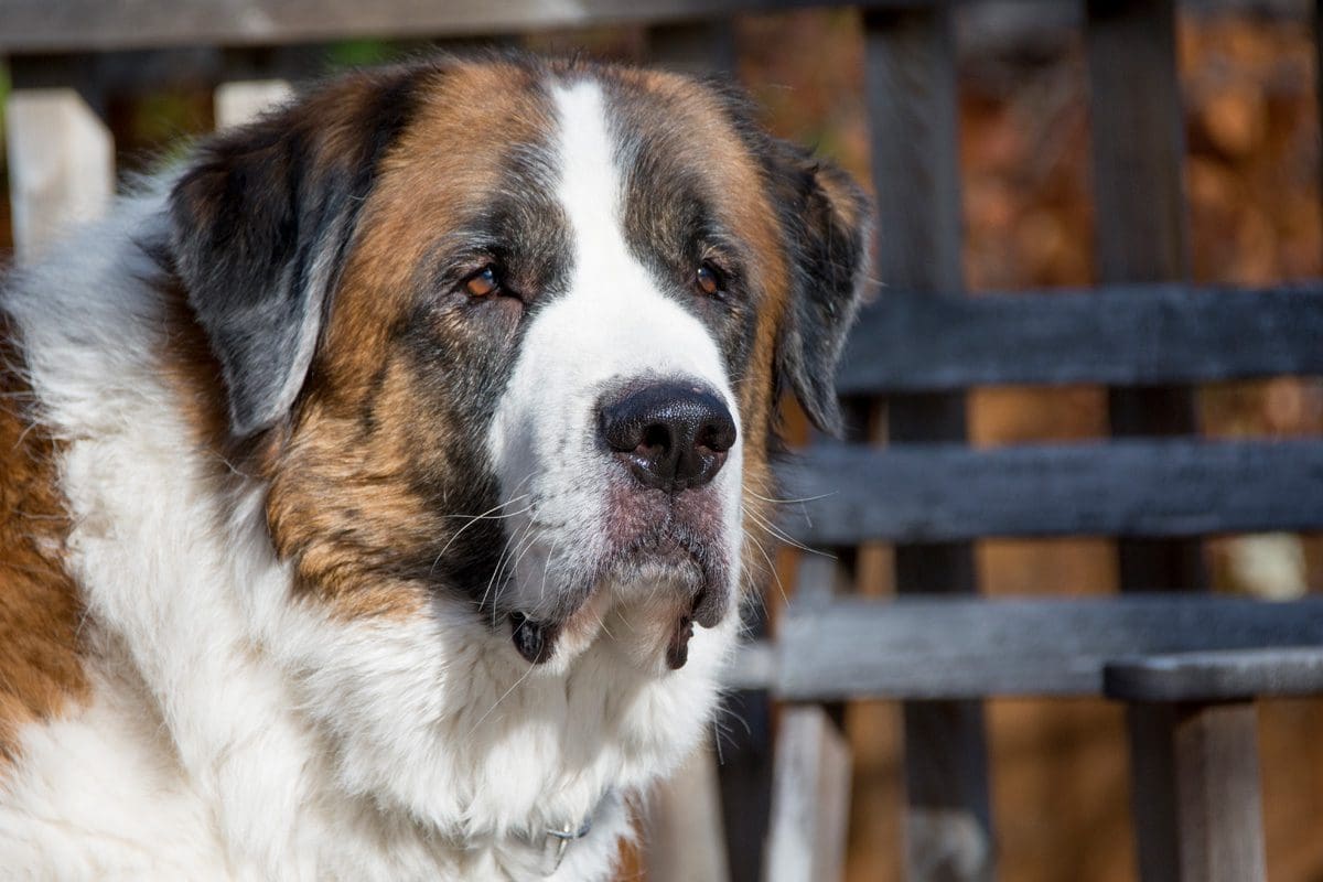 10 Fun Facts About St. Bernards - Pet Hub USA