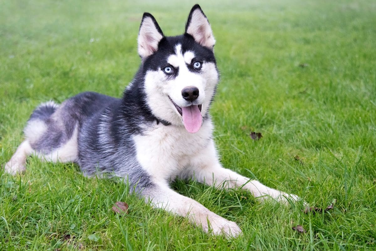 These 10 Hilarious Dog Breeds Will Keep You Laughing - Pet Hub USA