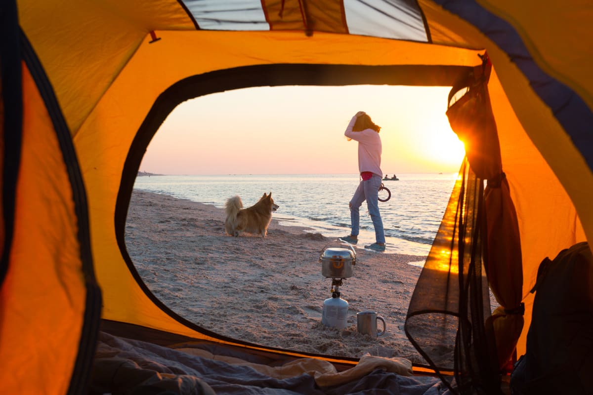 24 Dog-Friendly Vacation Destinations - Pet Hub USA