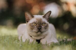 10 Cat Breeds That Perfect the Art of Permanent Grumpiness - Pet Hub USA
