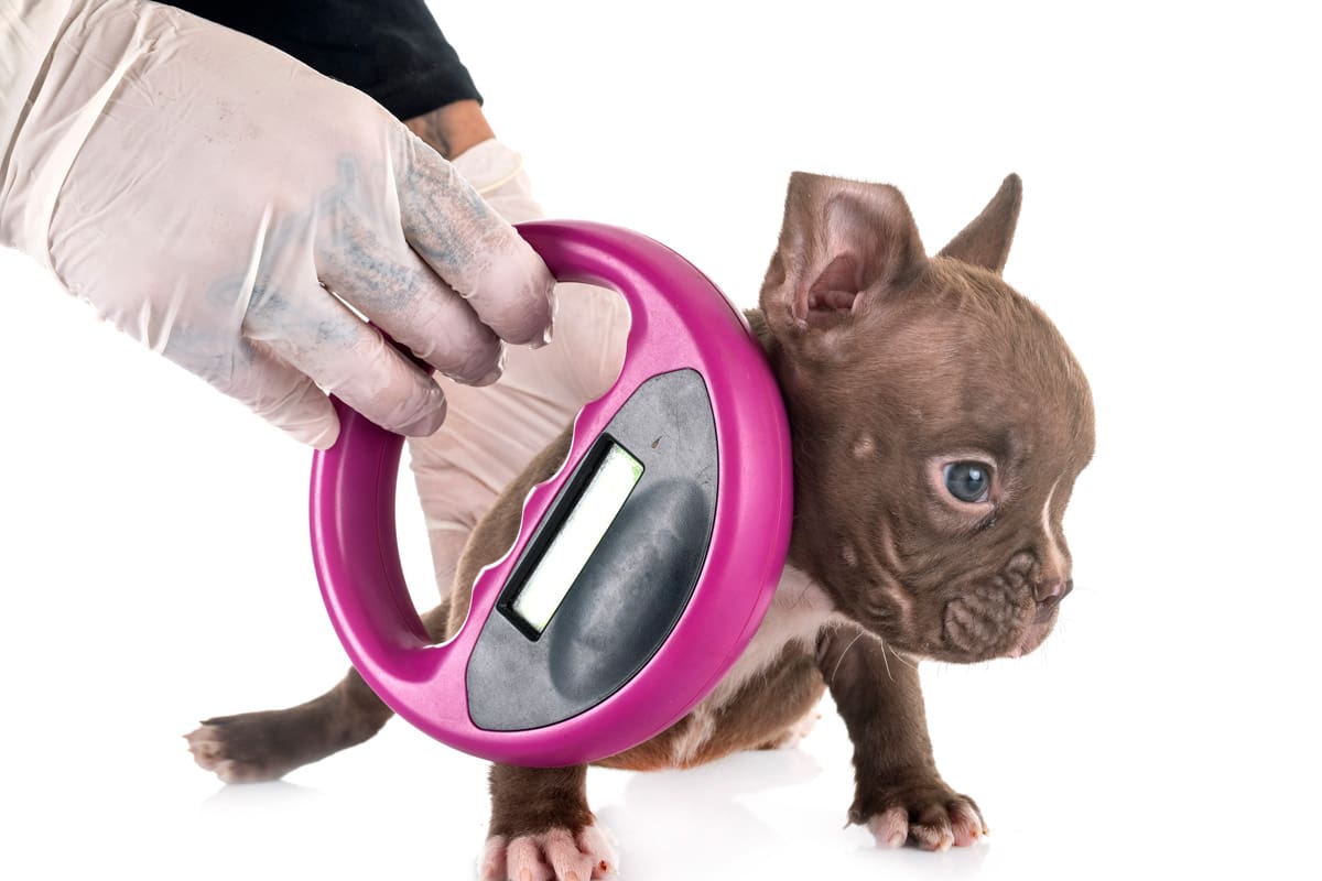 Don't Microchip Your Dog Without Reading This First - Pet Hub USA