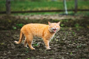 10 Signs Your Cat Isn't Feeling Well - Pet Hub USA