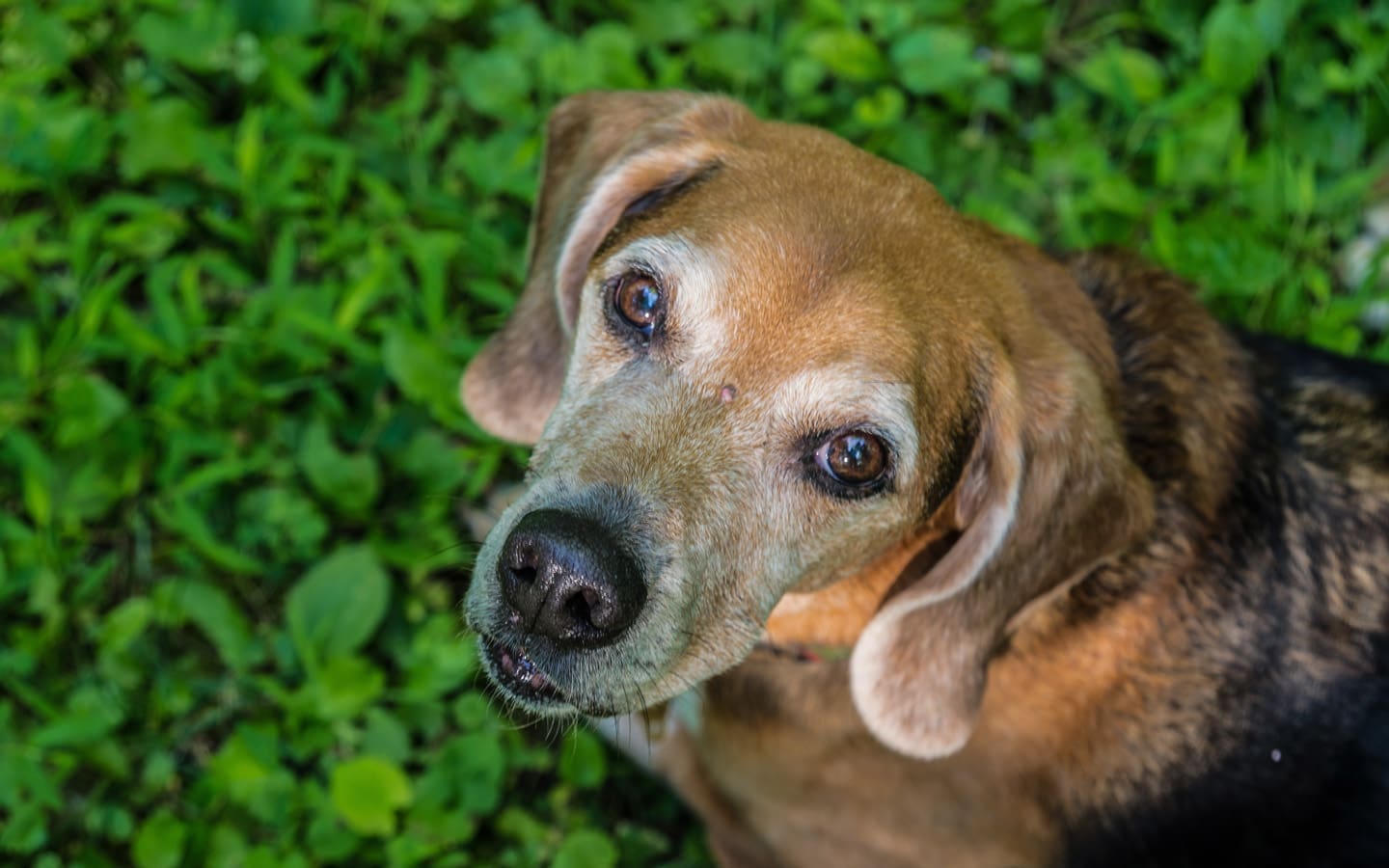 10 Reasons to Adopt an Older Dog - Pet Hub USA