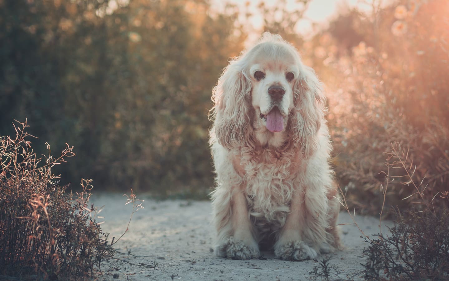 10 Reasons to Adopt an Older Dog - Pet Hub USA