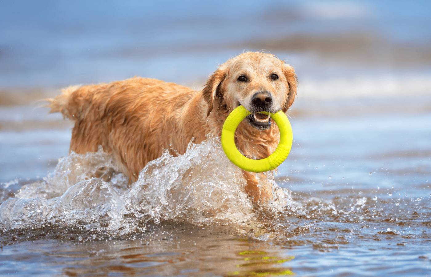 10 Ways to Improve Your Dog's Destructive Behavior - Pet Hub USA