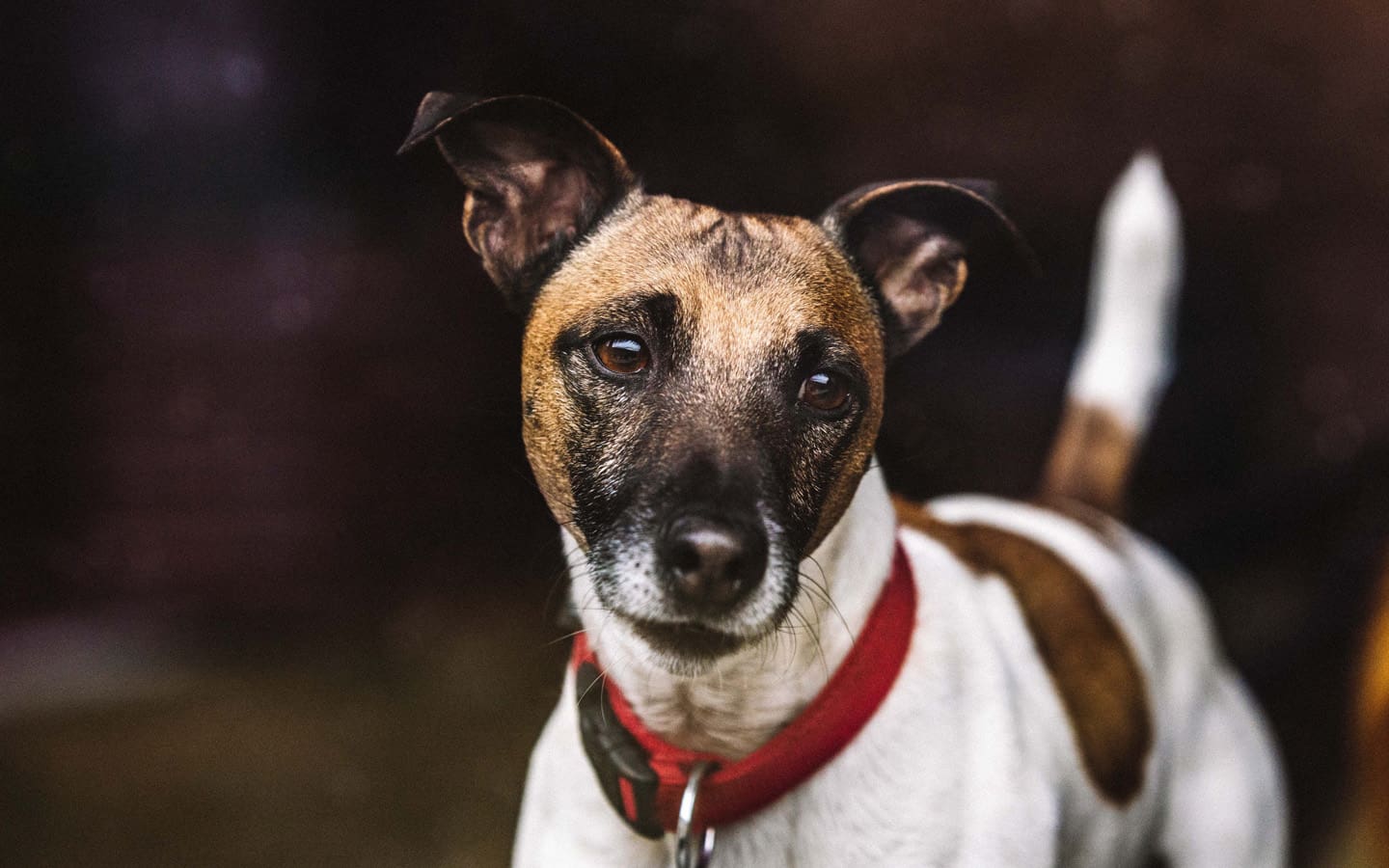 These 10 Hilarious Dog Breeds Will Keep You Laughing - Pet Hub USA