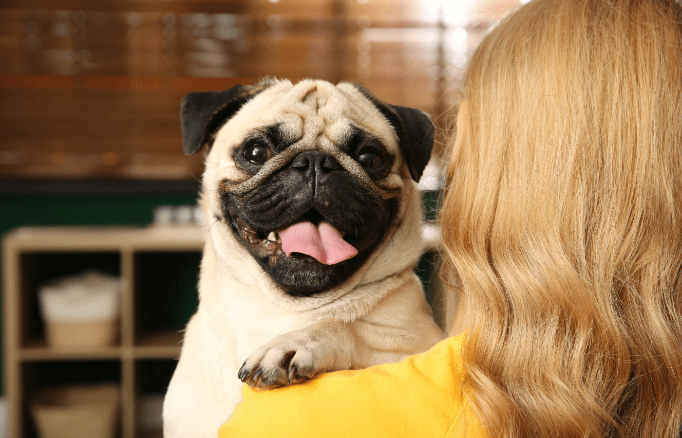 10 Adorable Facts About Pugs - Pet Hub USA