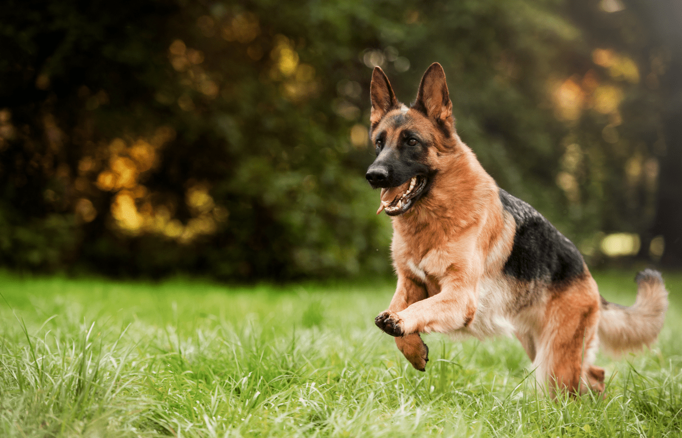 The 10 Most Protective Dog Breeds - Pet Hub USA