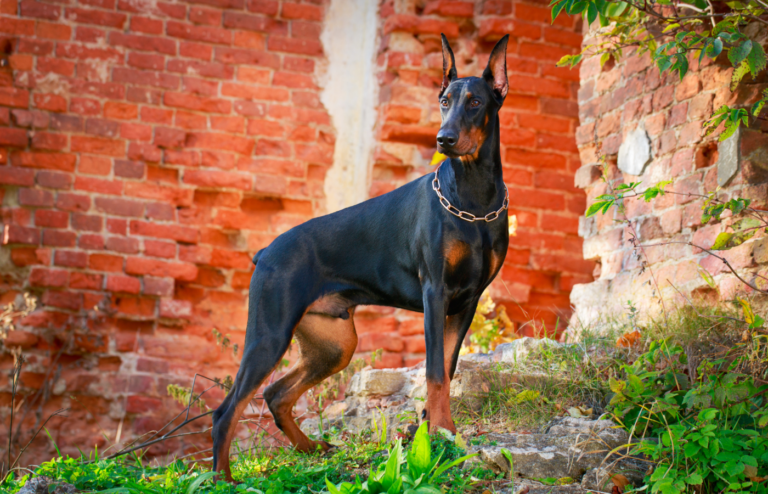 The 10 Most Protective Dog Breeds - Pet Hub USA