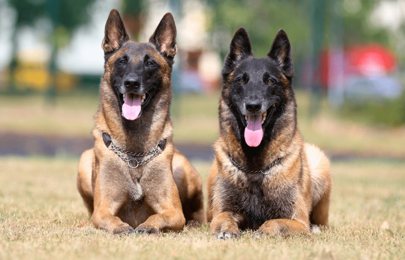 The 10 Most Protective Dog Breeds - Pet Hub USA