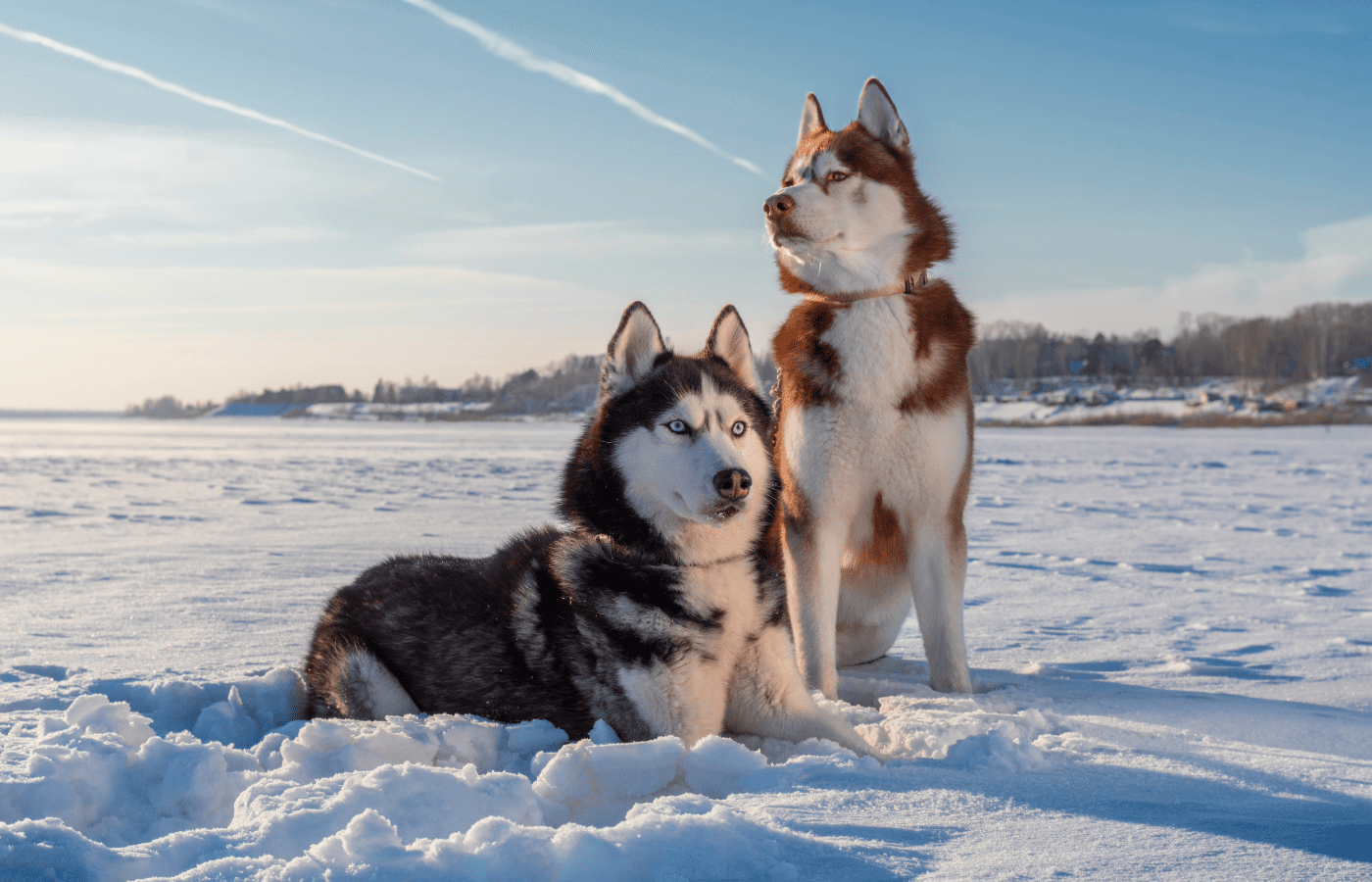 The 10 Most Protective Dog Breeds - Pet Hub USA