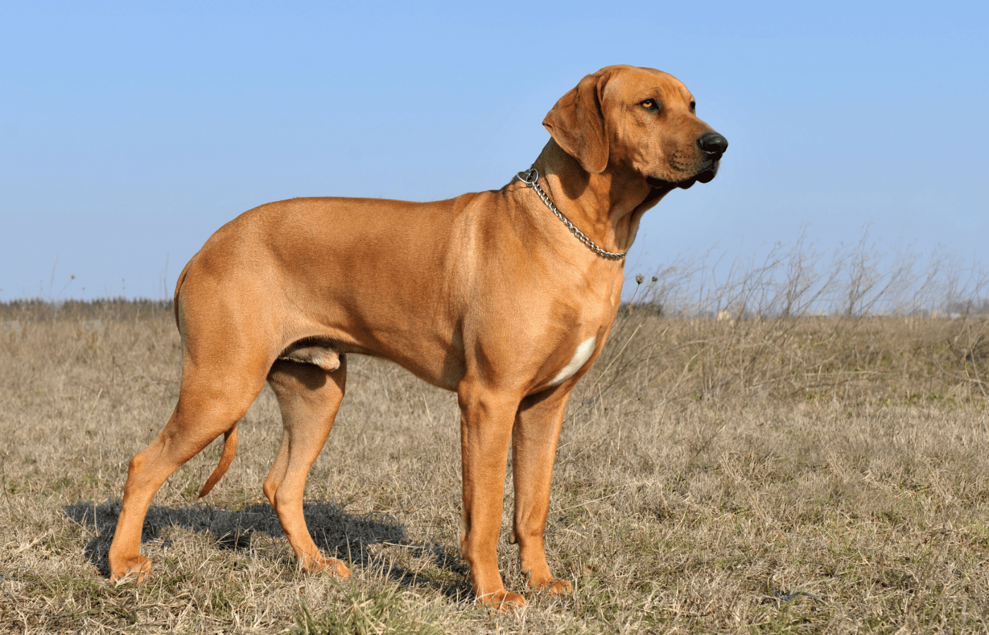 The 10 Most Protective Dog Breeds - Pet Hub USA