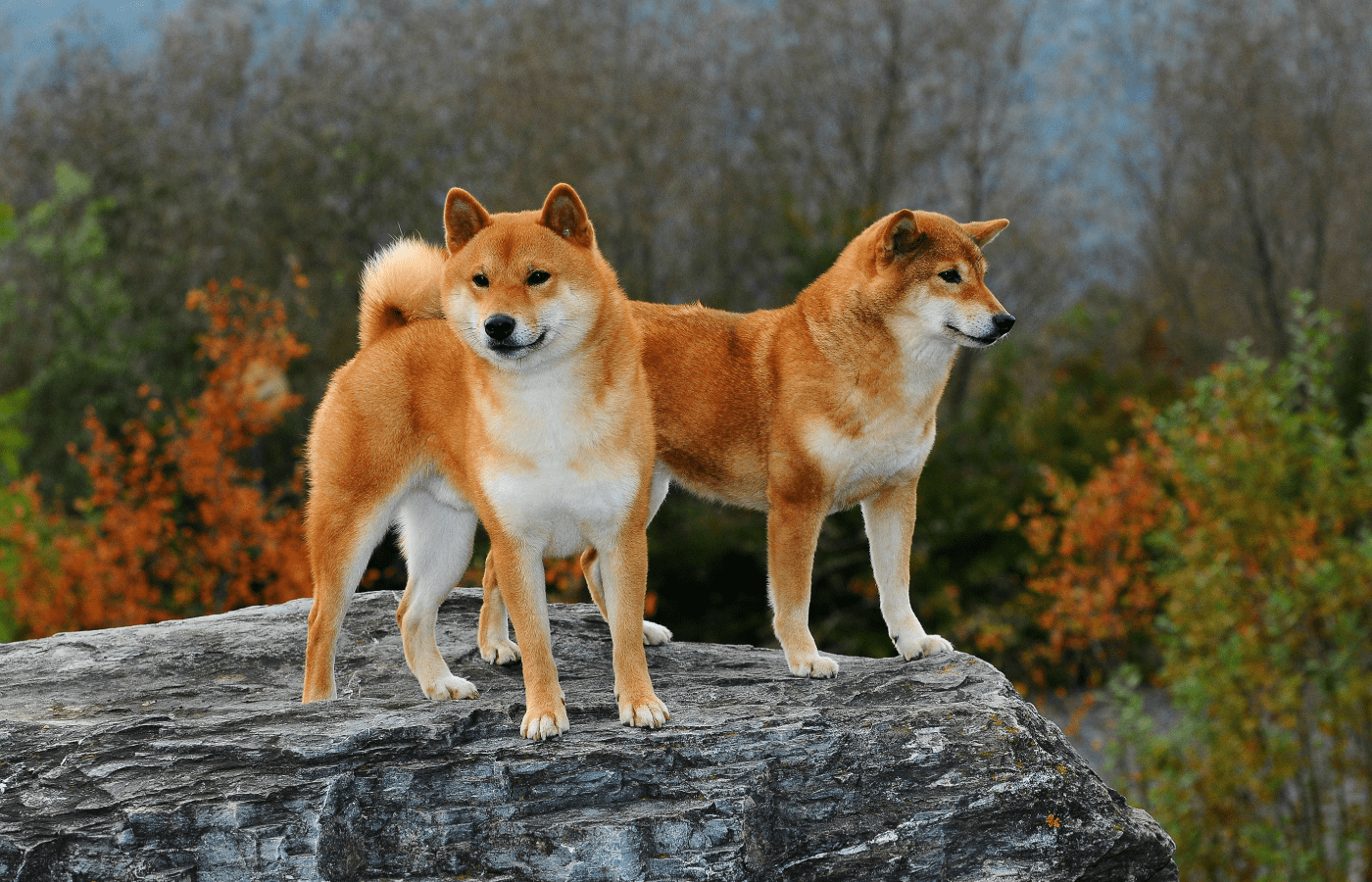 The 10 Most Protective Dog Breeds - Pet Hub USA
