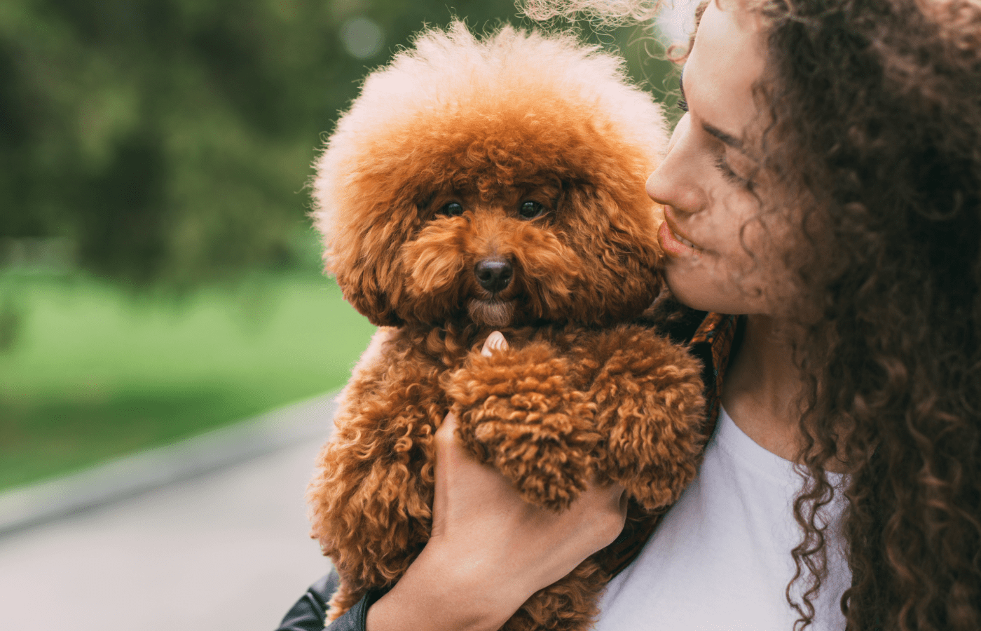 Top 20 Irresistibly Cute Names for Your Poodle Puppy - Pet Hub USA