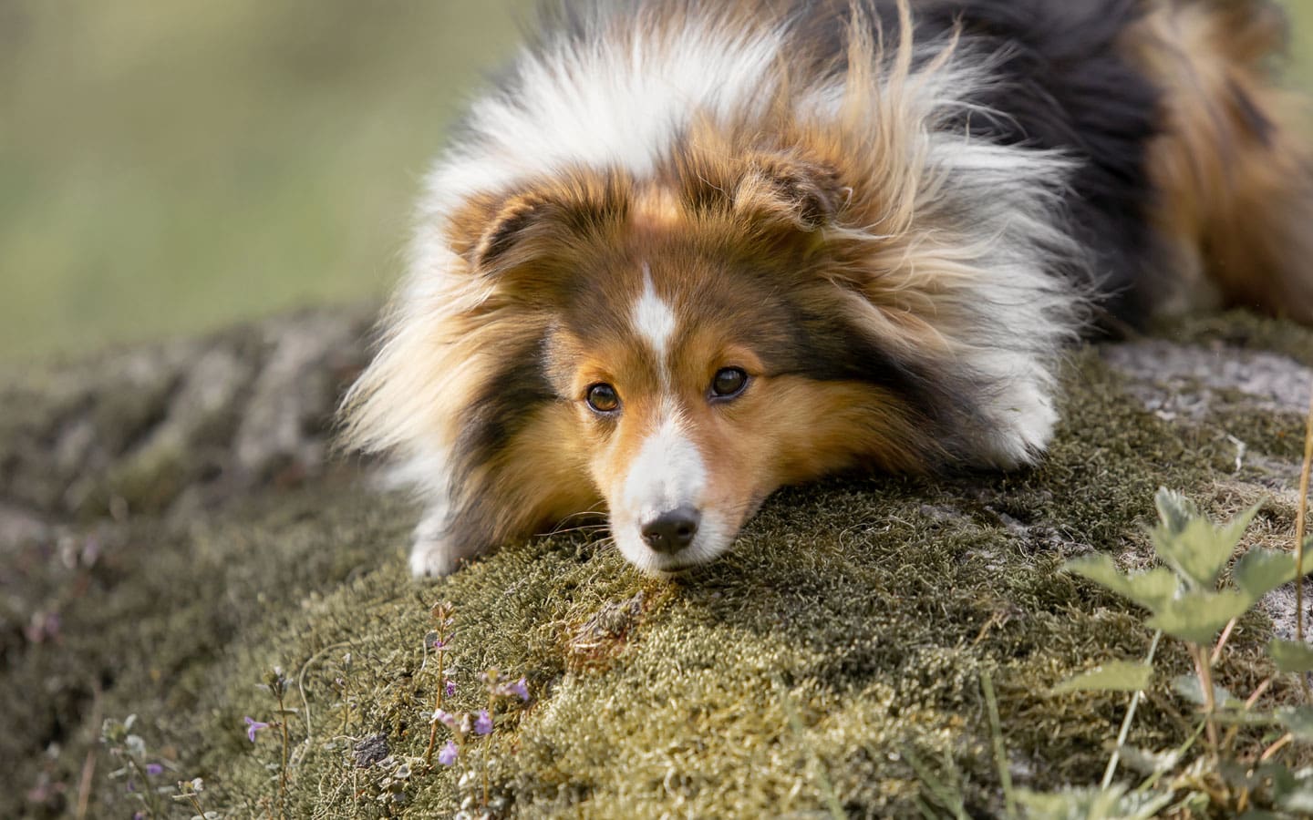 10 Dog Breeds Your Cat Will Love - Pet Hub USA