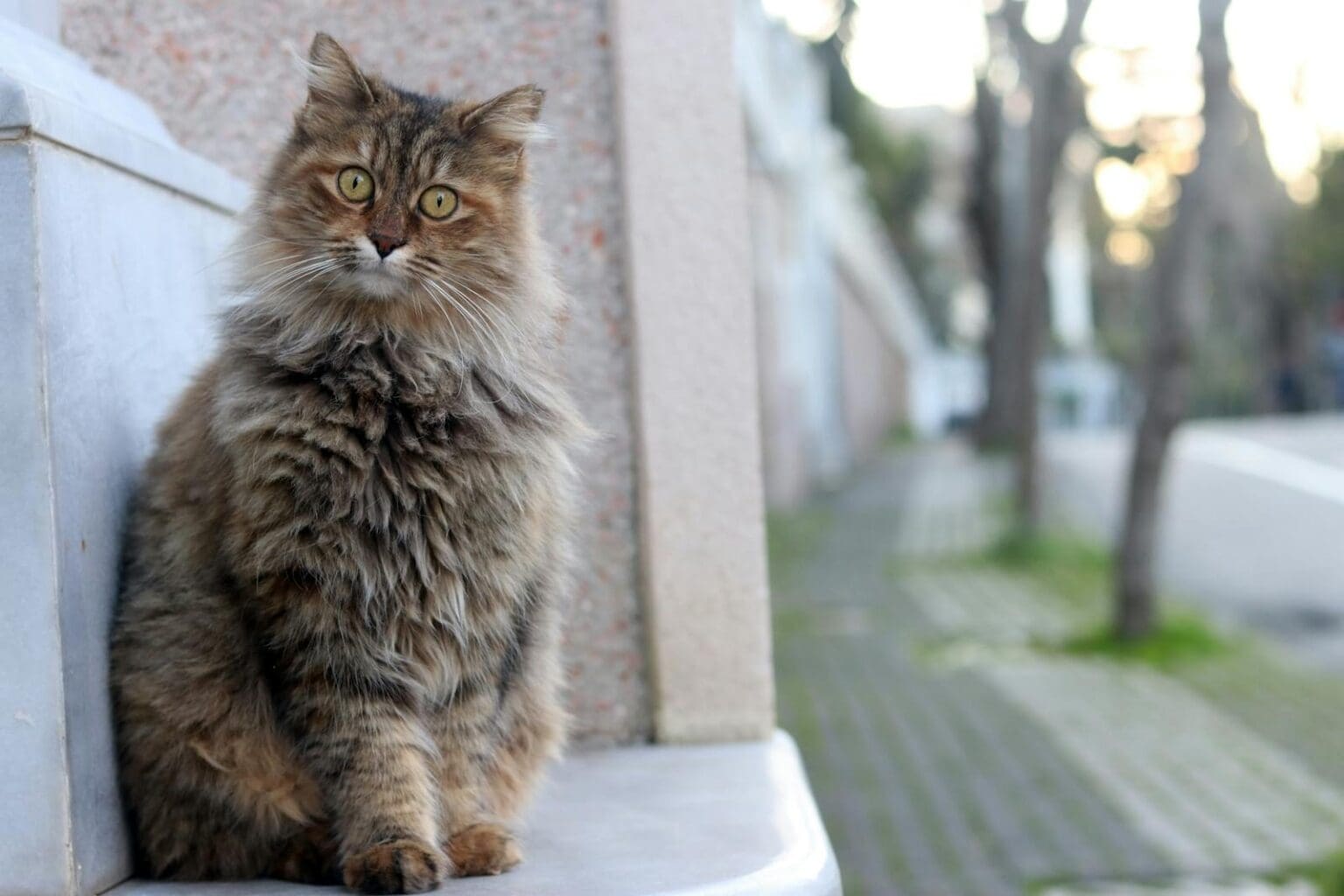 10 Things to Know Before You Bring in a Stray Cat - Pet Hub USA