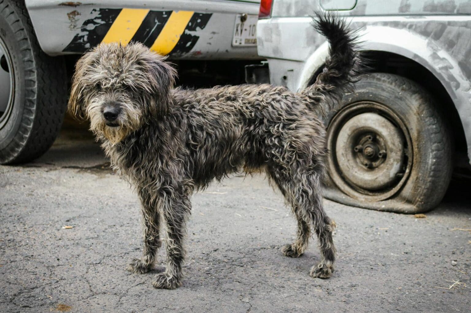 Don't Microchip Your Dog Without Reading This First - Pet Hub USA