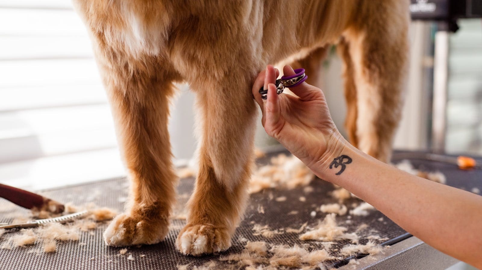 Essential Grooming Hacks to Keep Your Dog Healthy - Pet Hub USA