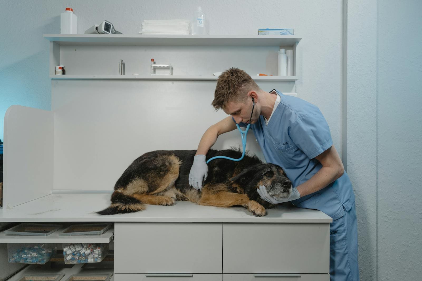 10 Puppy Health Issues You Need to Know Before It's Too Late - Pet Hub USA